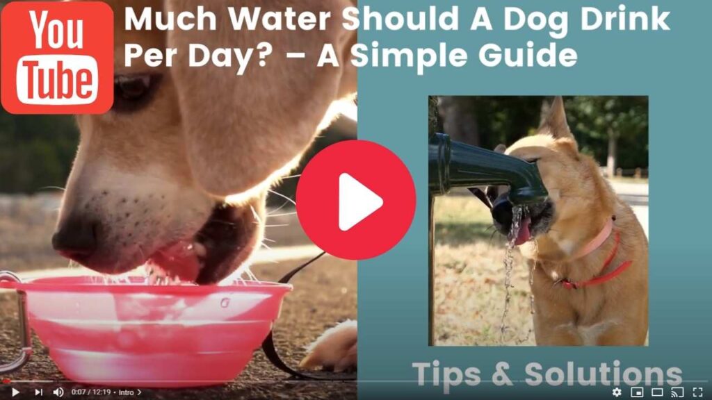 How Much Water Should A Dog Drink Per Day? - A Simple Guide ...